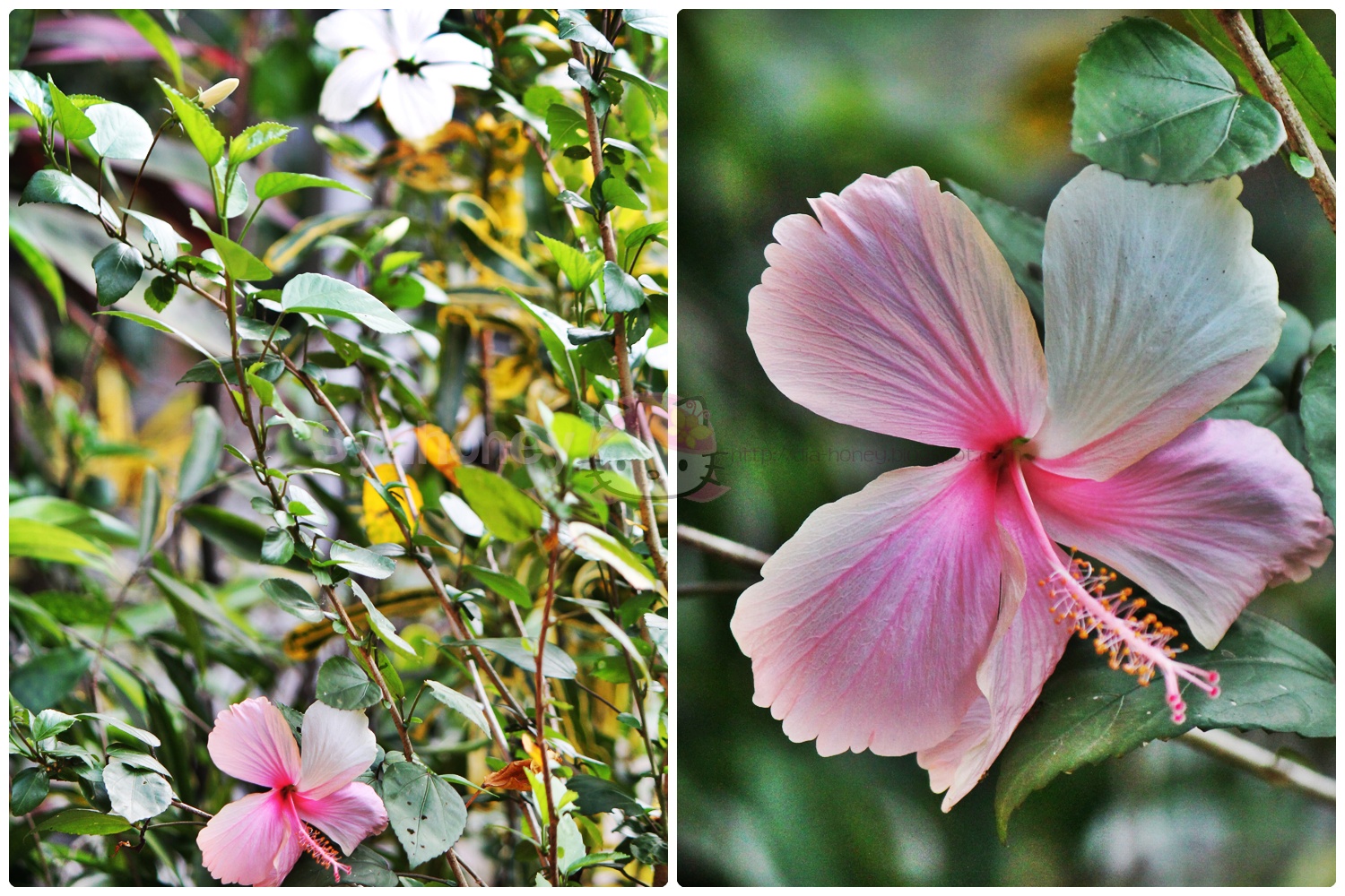 Primadona Hello Kitty : The Hello Kitty Bride Says: : :: Bunga Raya Pink