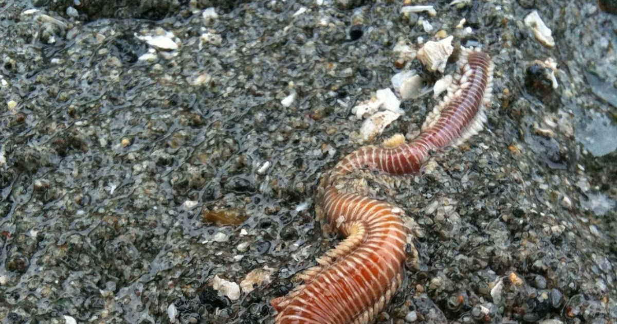 What are we doing today Mom?: Low Tide Today - Giant Pile Worm