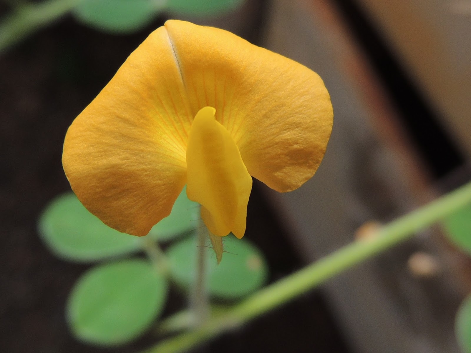 Fabaceae - Leguminosae no Brasil: Fabaceae - Arachis magna Krapov., W.C ...