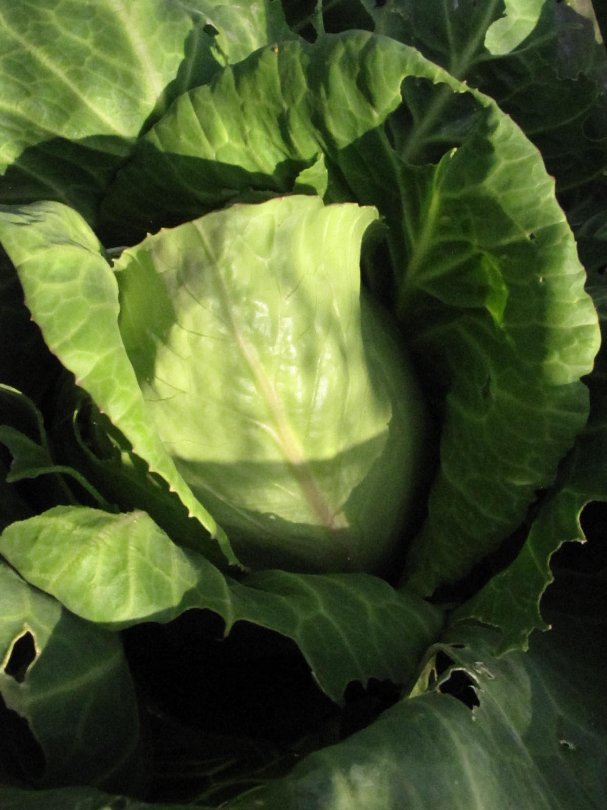 Bea that as it Mae.....: How to Control Cabbage Root Maggots (and other ...