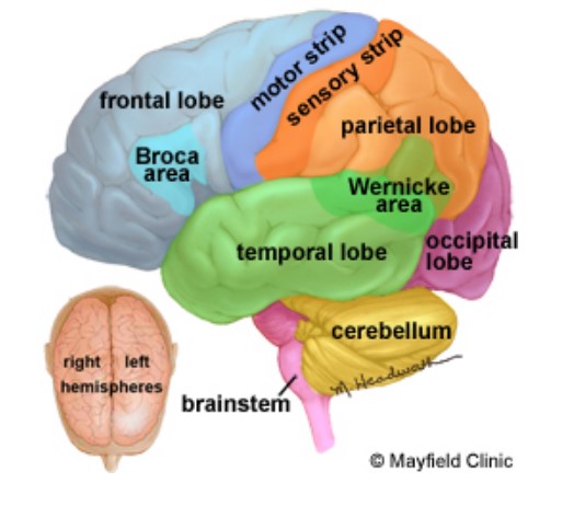Human Brain and it's parts. ~ DIPLOMA BOOKS