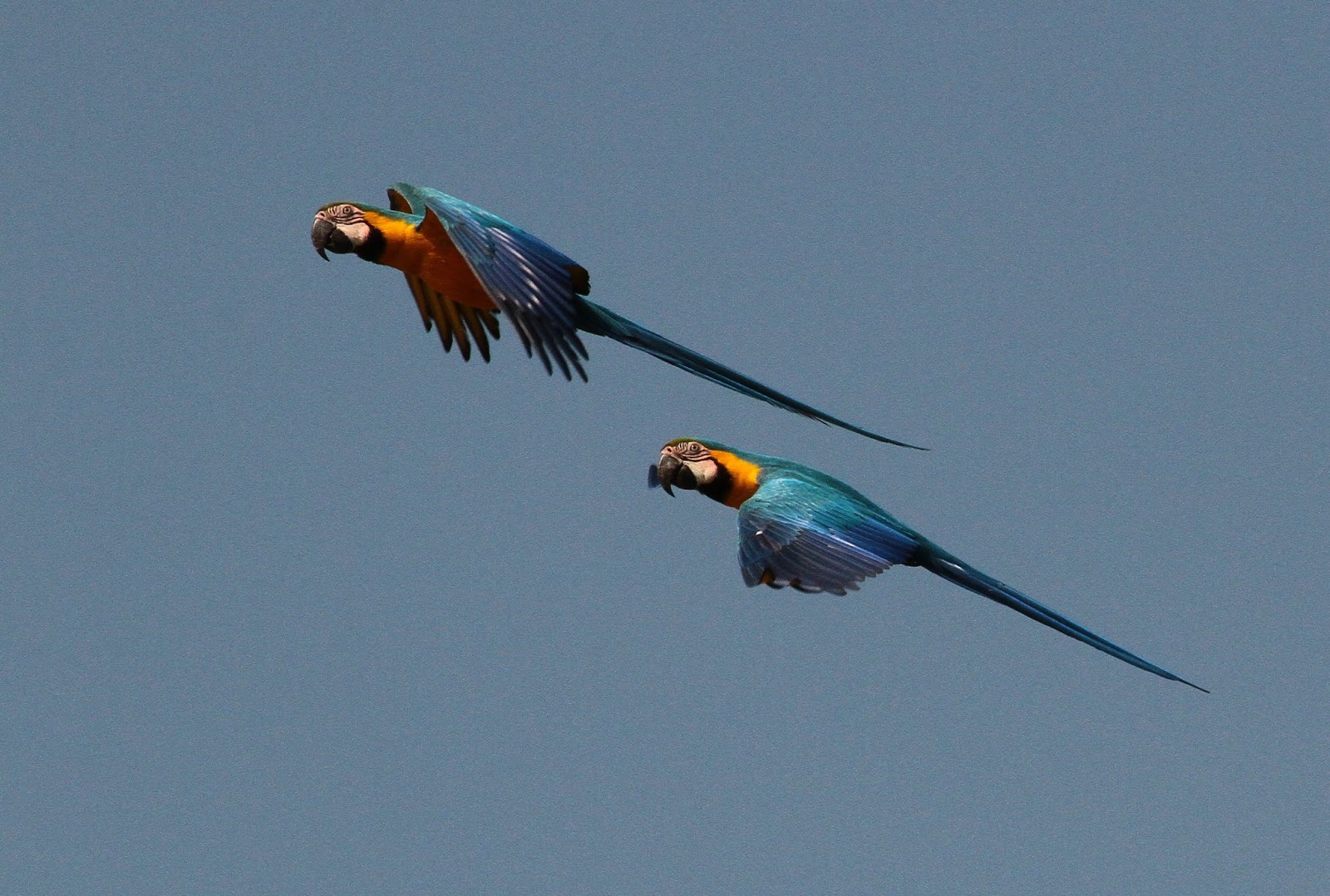 Nuestro bello mundo...: Guacamayos en vuelo, Fotos tomadas en el Parque ...