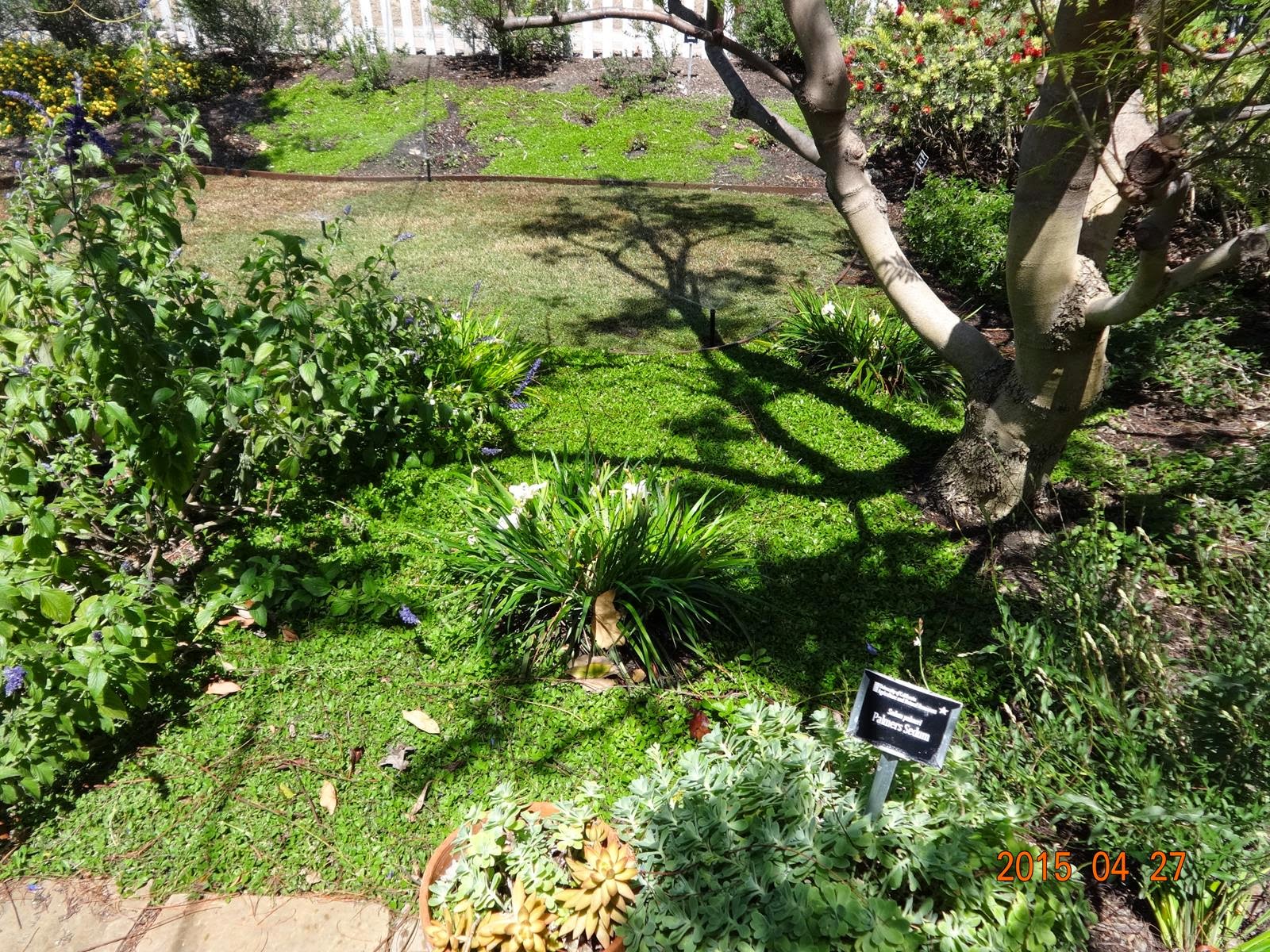 Kurapia® - UC Tested, Science Behind Water Efficient Groundcover ...