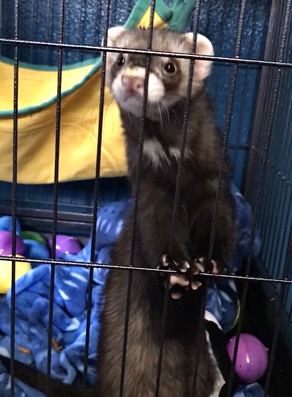 The Ferret Parent Blog