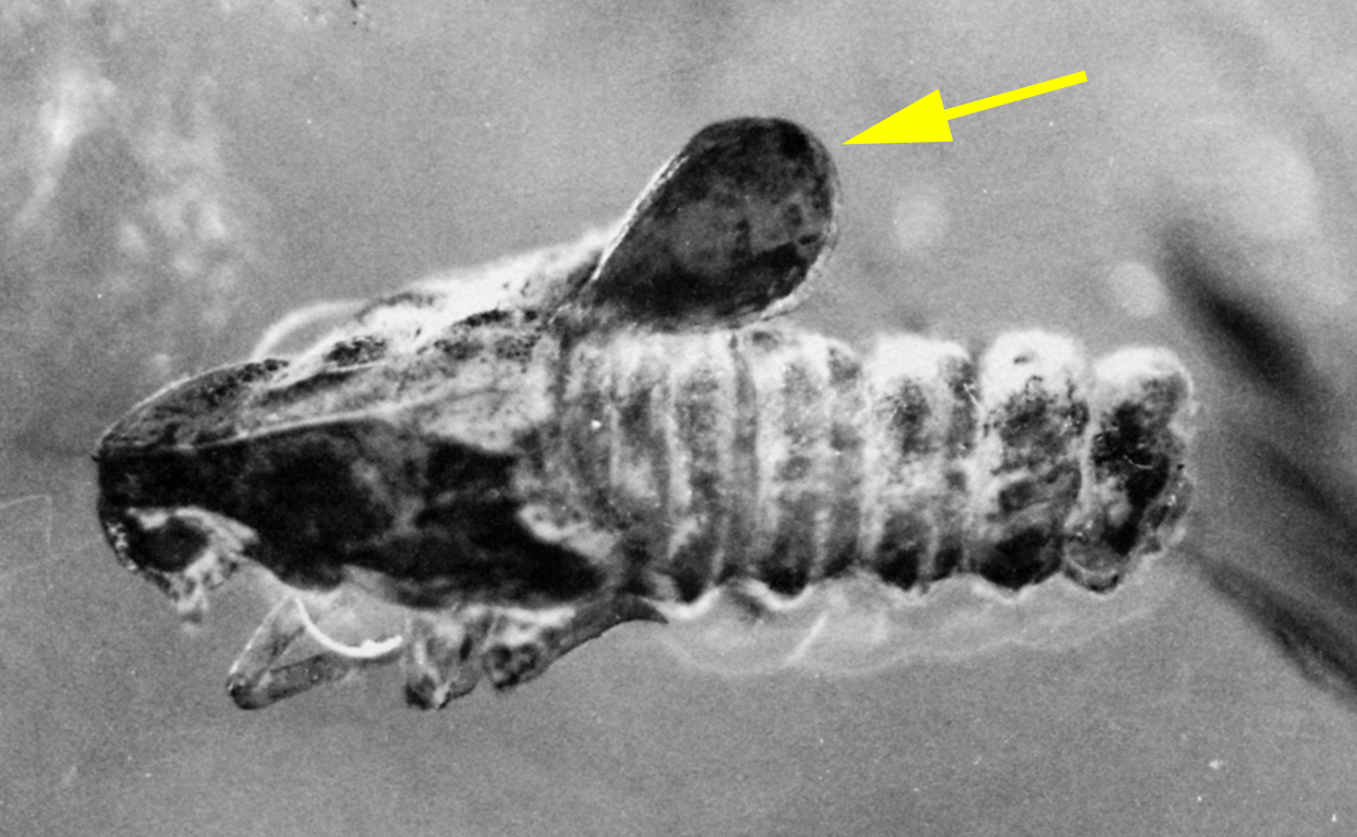 LAND OF THE DEAD: PARASITES, POOP, AND PALEONTOLOGY