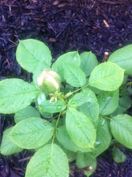 Marsha Harris Scott Splenderosa: The Planting of Bare-Root Climbing ...