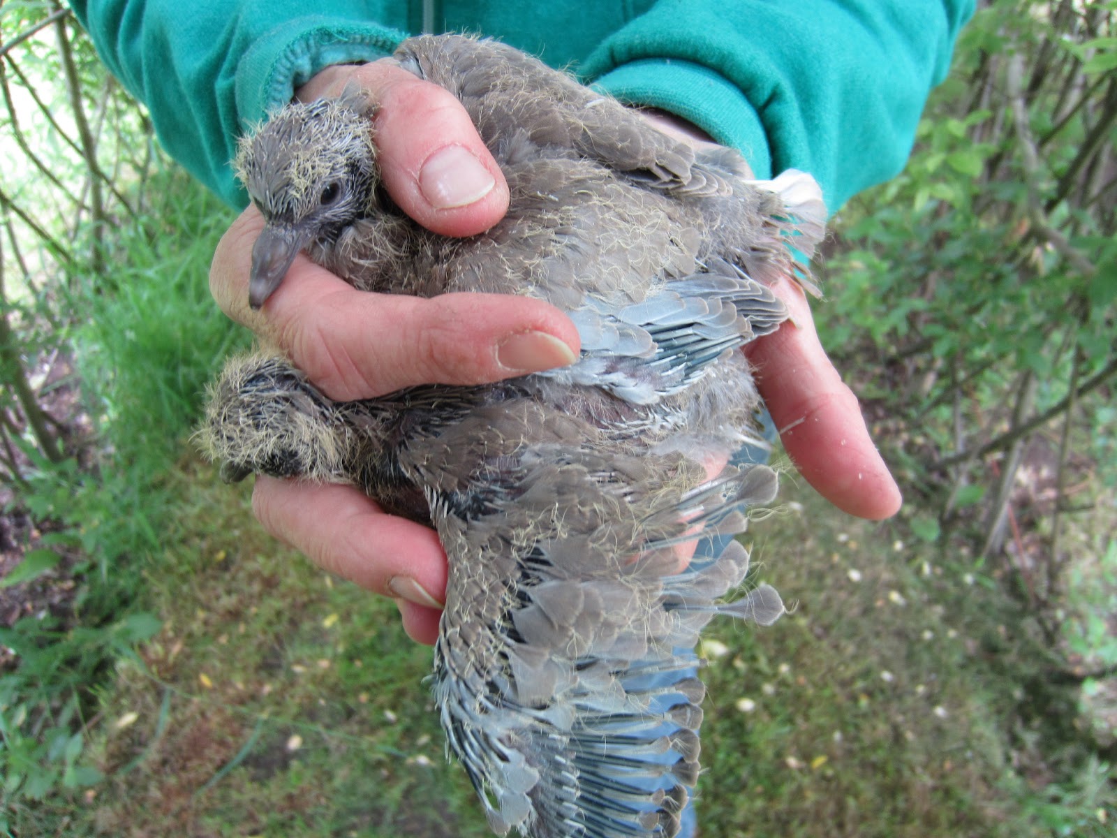 Holy Trinity Primary School Environmental Garden: June 2013