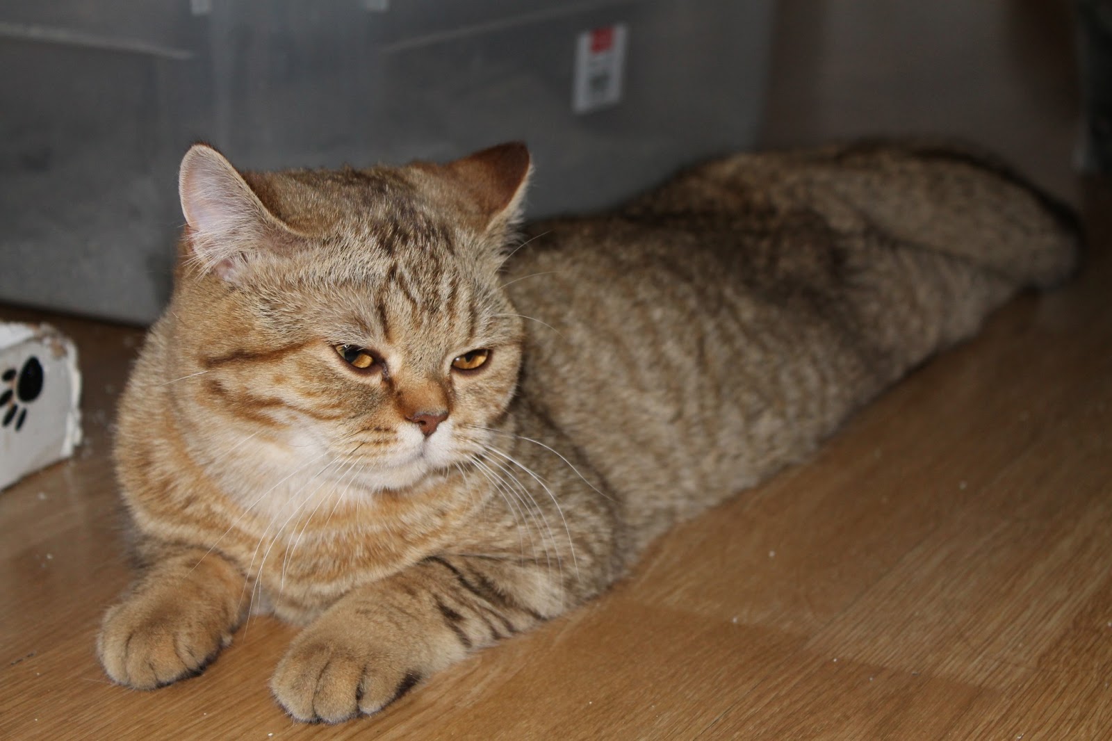 LizPaws: Platt katt och min nya klänning