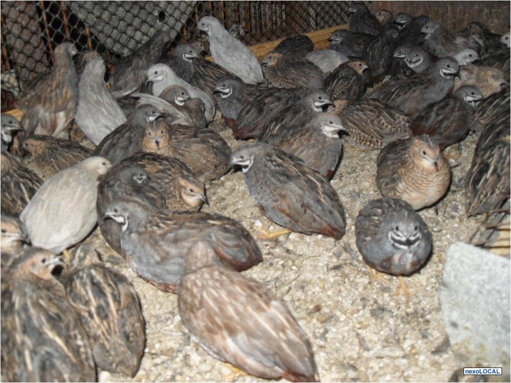 Quinta Penedo Mocho: Codorniz Chinesa