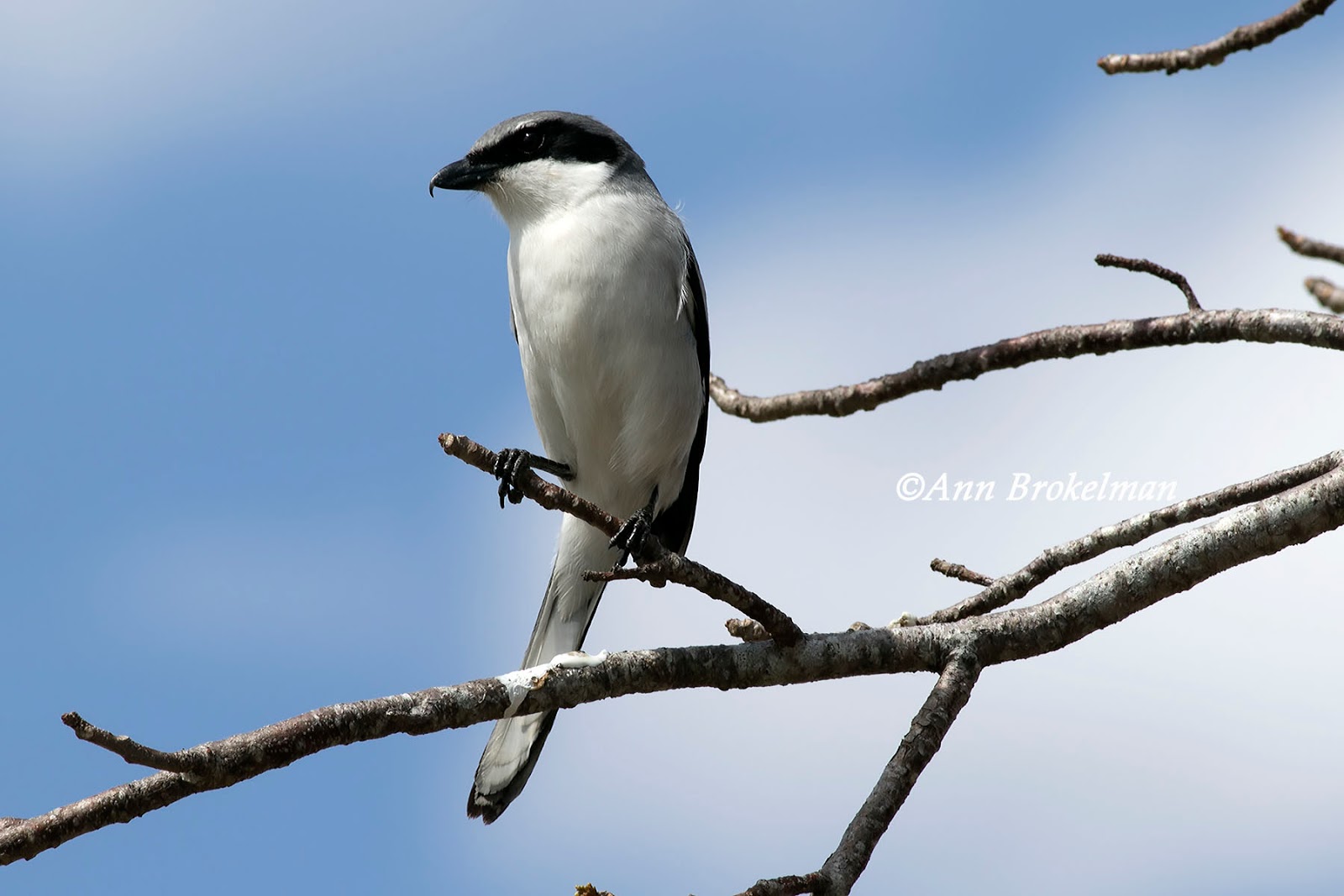 Ann Brokelman Photography: Loggerhead Shrike in florida