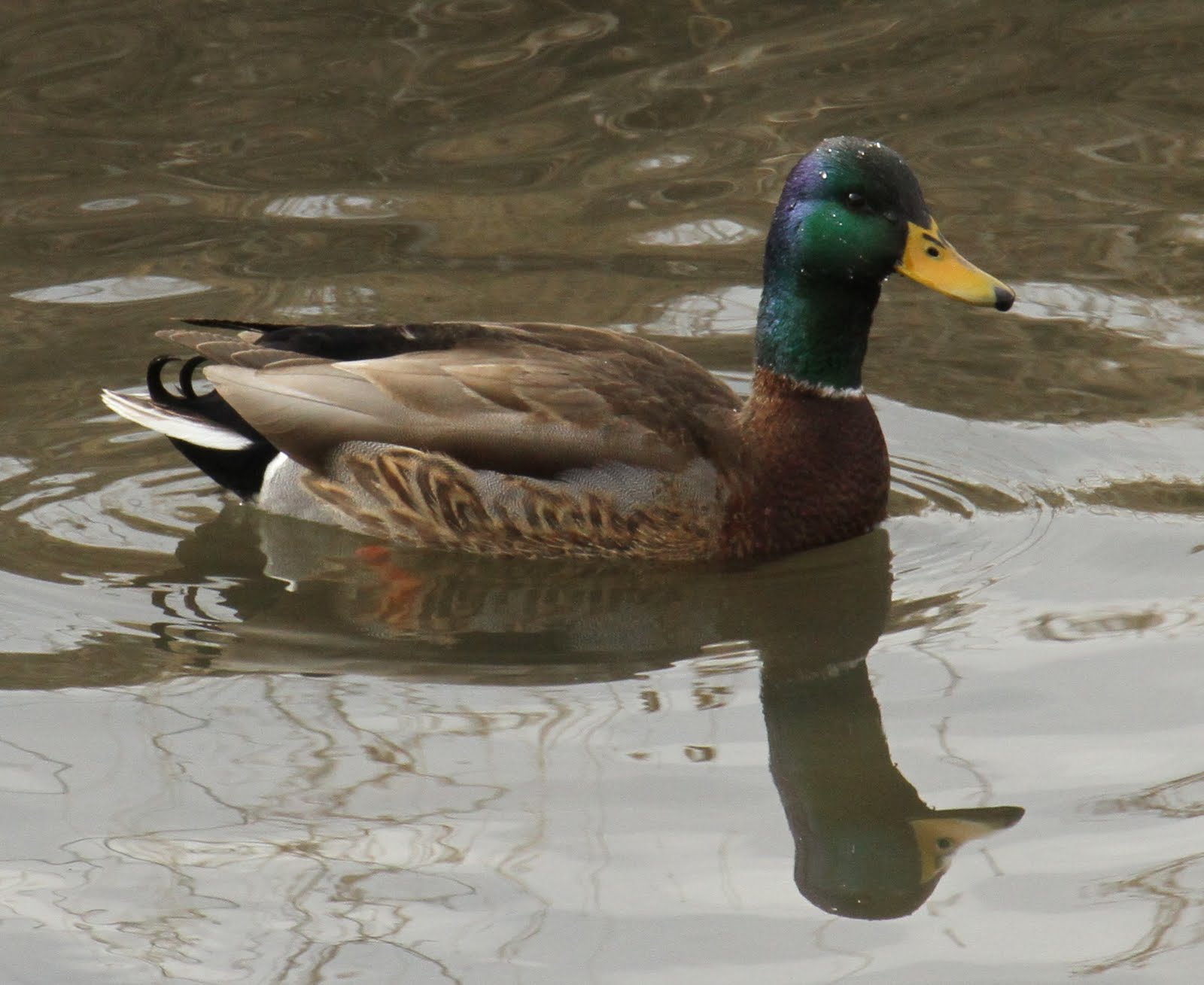 DaveA's Birding Blog: A Duck of a Different Color