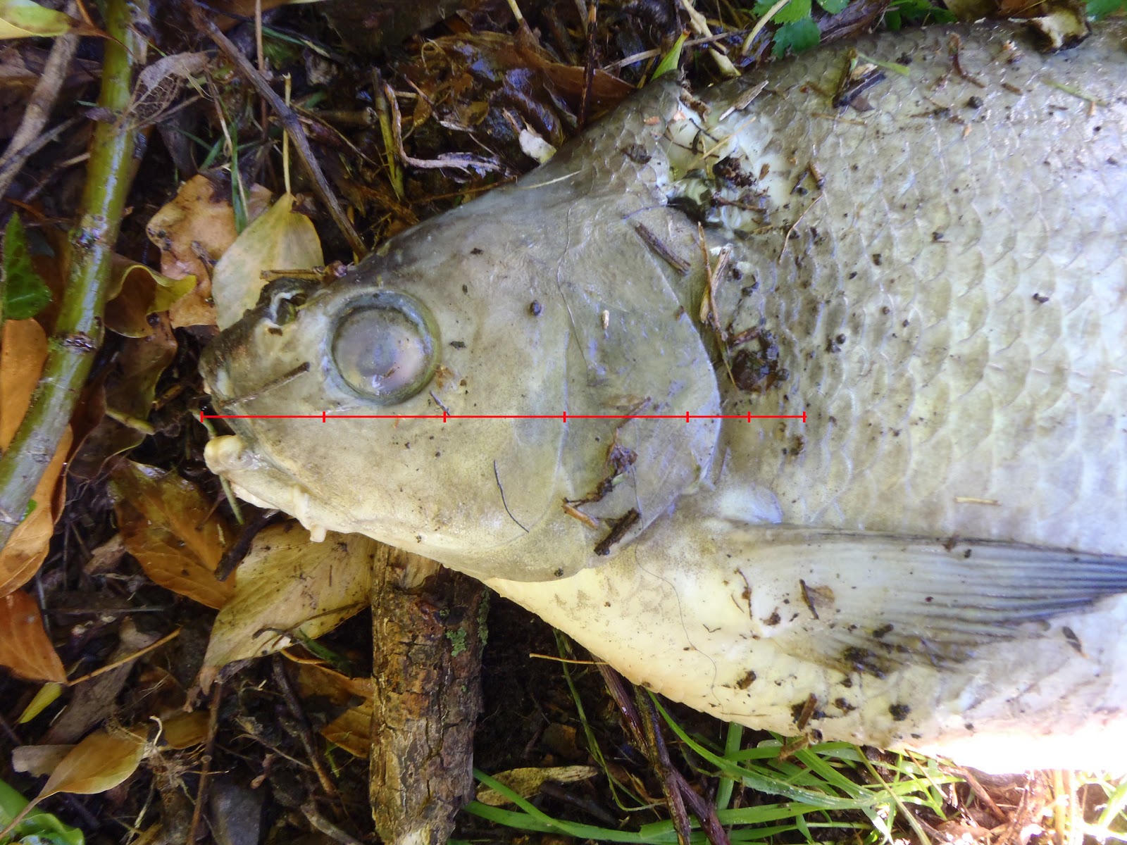 Idler's Quest: Canal Silver Bream — The Early Bird