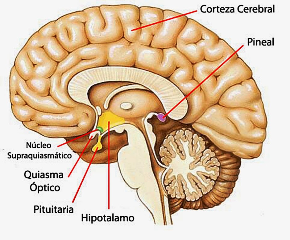 La Glándula Pineal y Apertura del "Tercer Ojo" ~ Consciencia y Vida ...