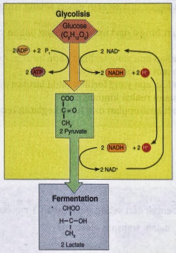 Lactic Acid Fermentation - New Science Biology