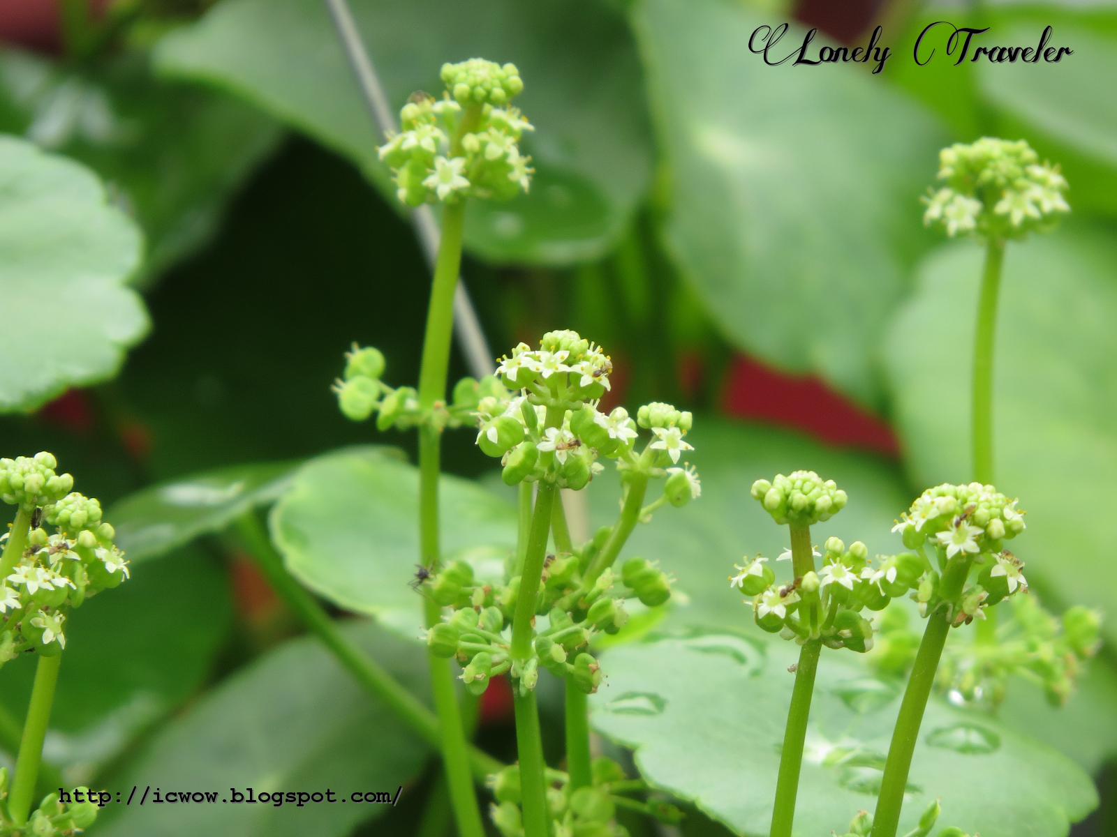 Water pennywort - Hydrocotyle ranunculoides