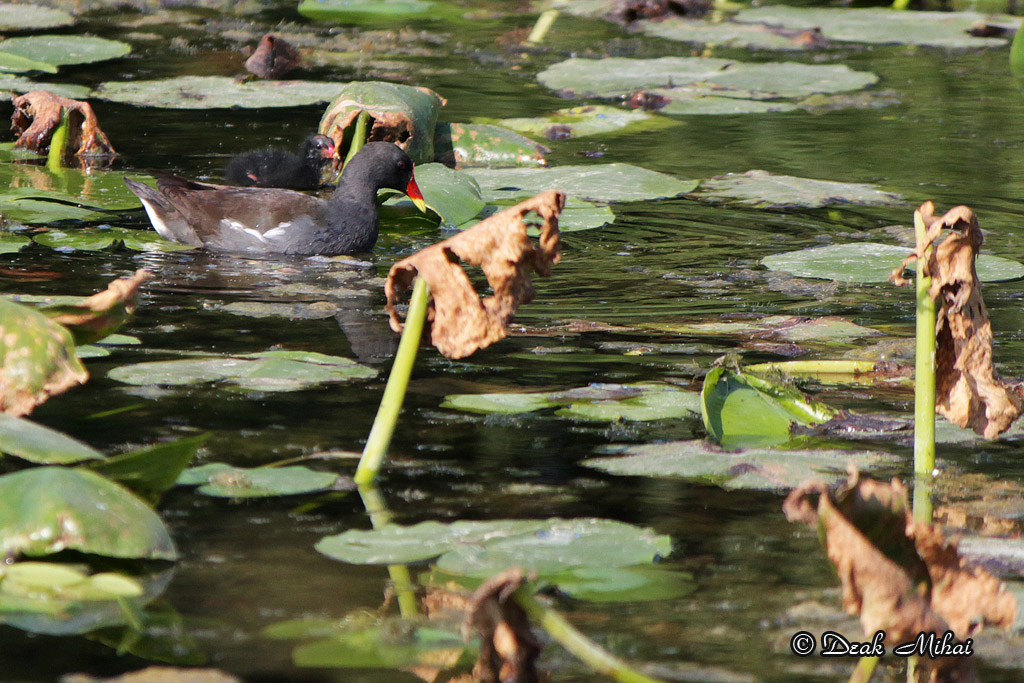 Pasari: Găinușă de baltă (Gallinula chloropus) -Pasăre sălbatică ...