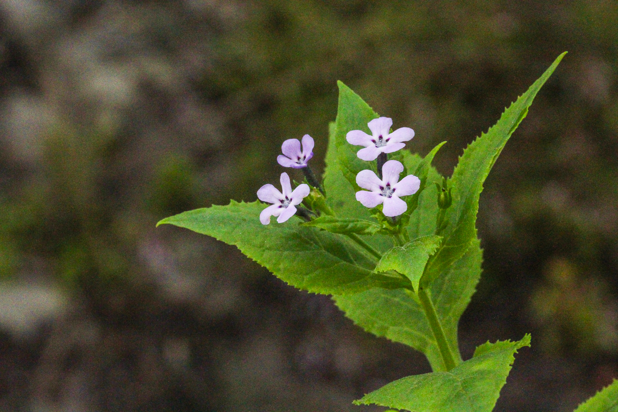 Pondoland C.R.E.W. Blog: Flowering now (January 2016)