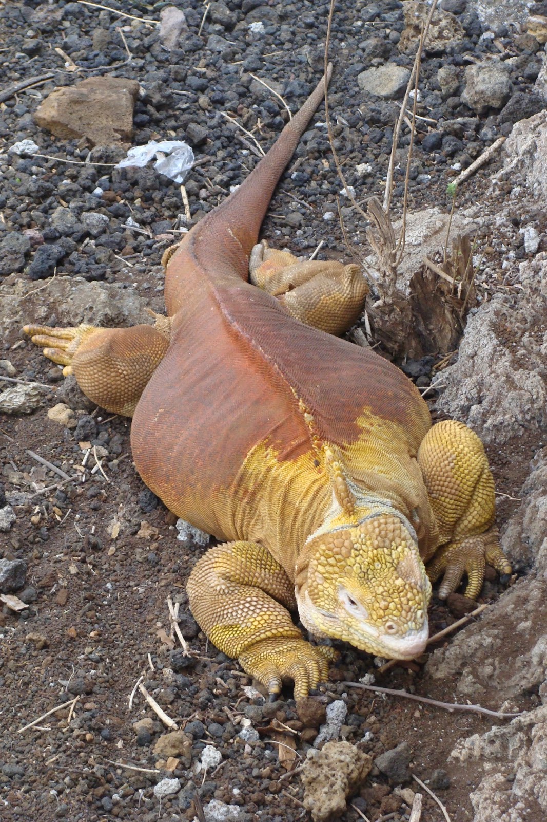 TRAS EL VUELO DE LAS AVES: ISLAS GALÁPAGOS I, ENDEMISMOS