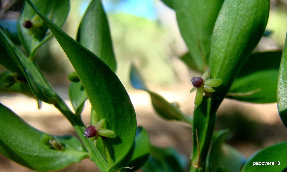 CH´USAY: Ruscus en flor