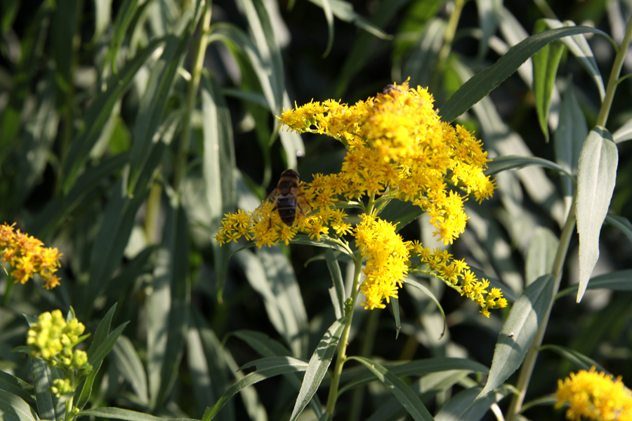 Healing Weeds: Goldenrod