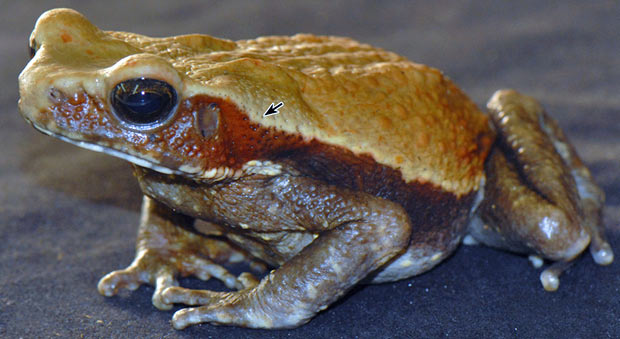 Jornal dos Bichos - Animal em Fatos, vídeos e fotos: Sapo-cururu da ...