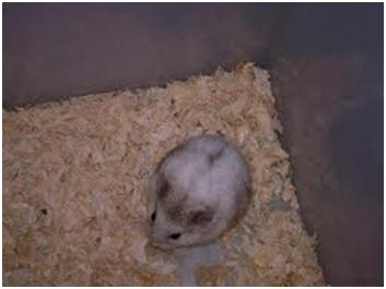 Jenis & Ciri2 Hamster Campbell | Bijou Hammie Land