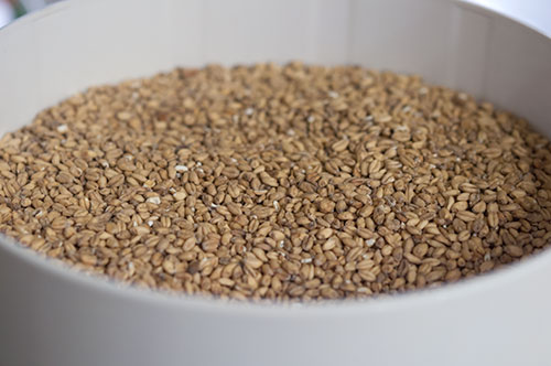 Things wot I Made Then Ate: Malted wheat milled