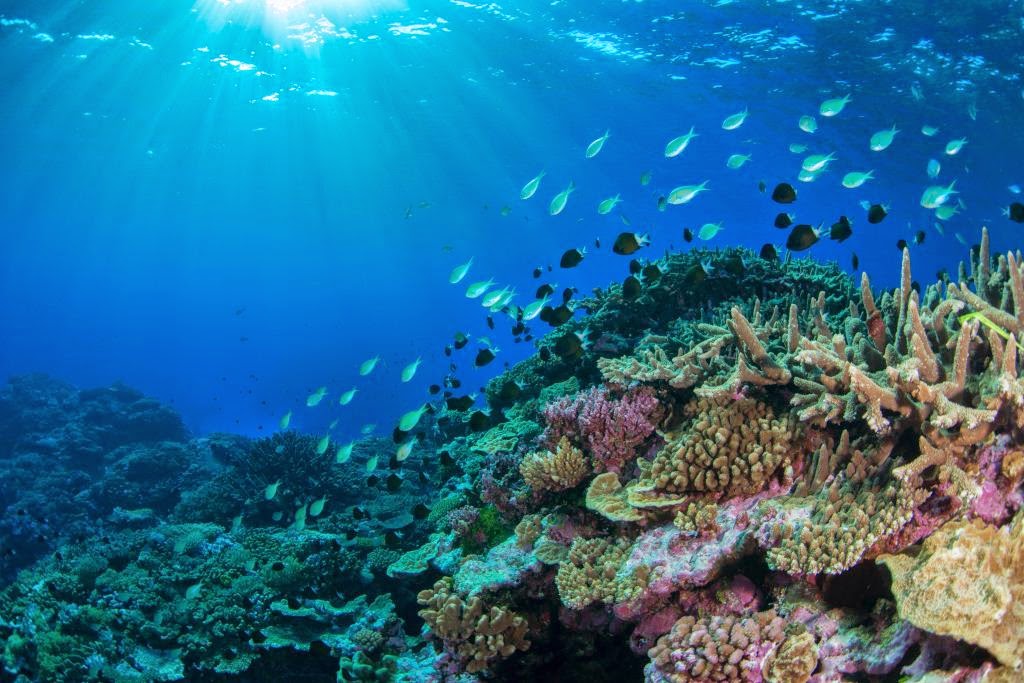 Rehman Rashad: Coral Reefs - Infographic Animation