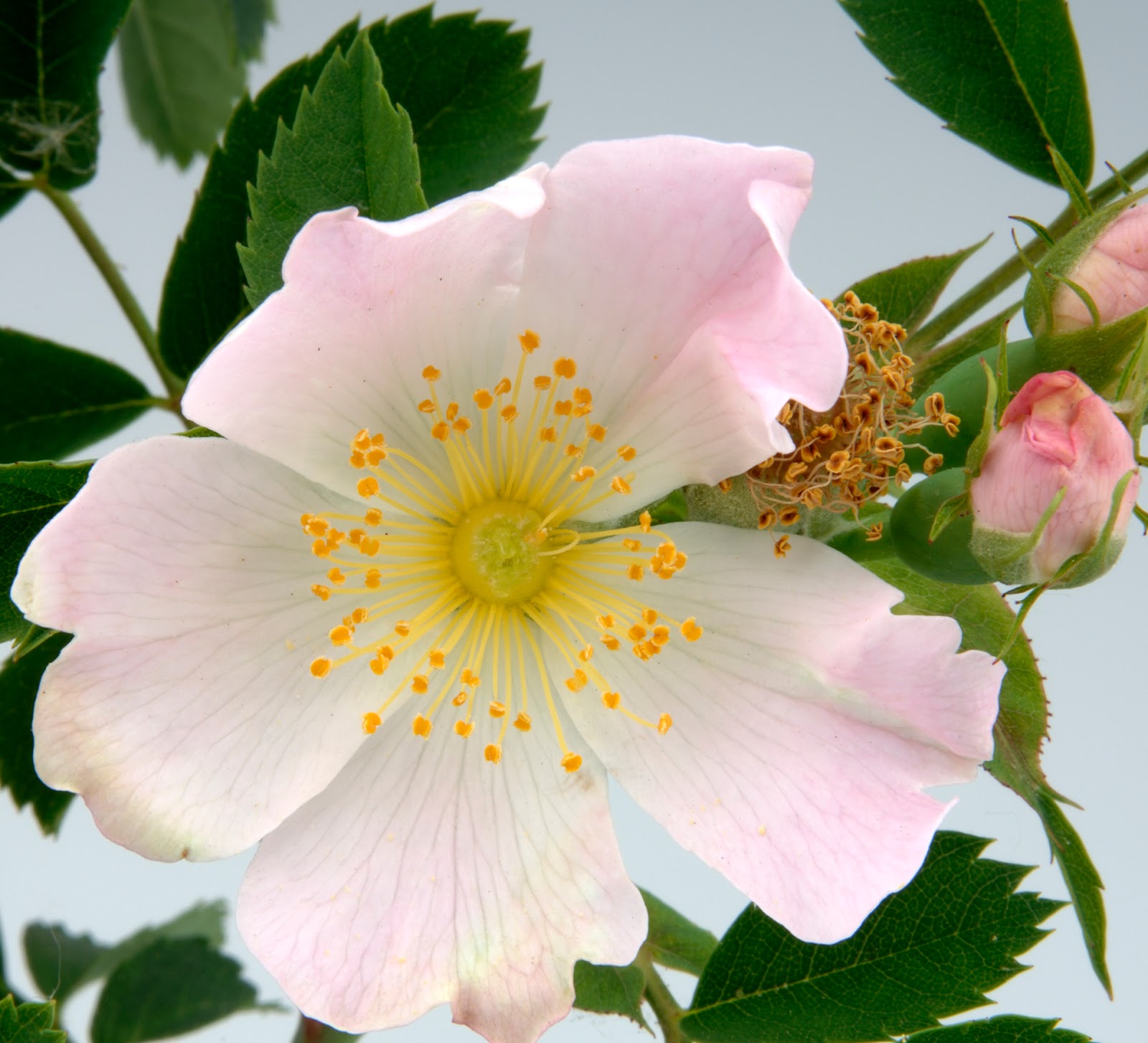 ΑΓΡΙΟ ΤΡΙΑΝΤΑΦΥΛΛΟ (ROSA CANINA) photos - wallpapers | the fun bank