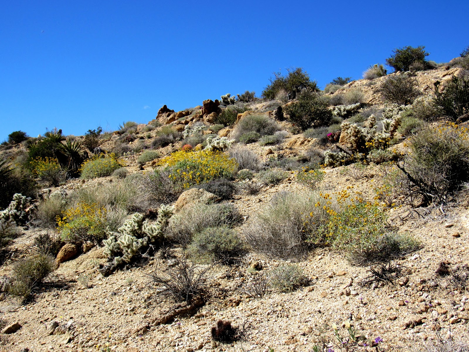 Plant Life of the Colorado Desert
