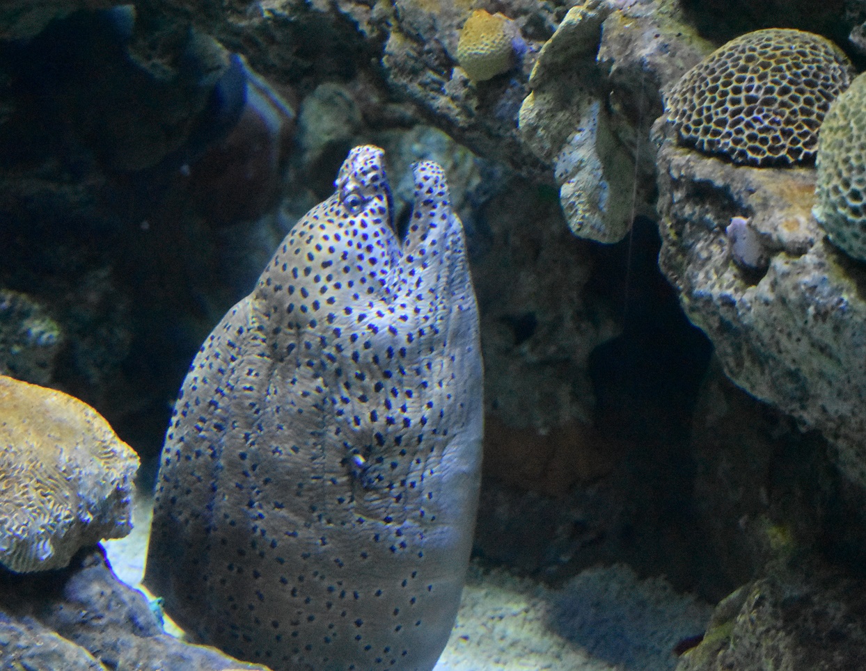 ZOOTOGRAFIANDO (6.100 ANIMALS): MORENA MOTEADA / SPOTTED MORAY ...