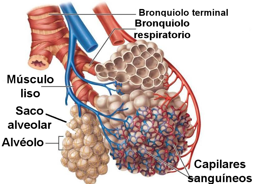 Un rincón del aula de biología: El Aparato Respiratorio