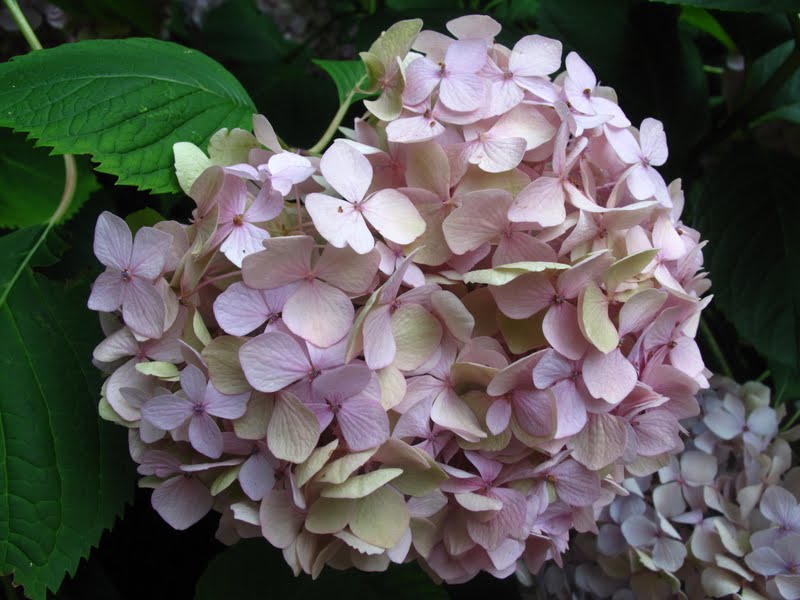 Pivoines et Macarons: Hydrangea spp - Hortensia