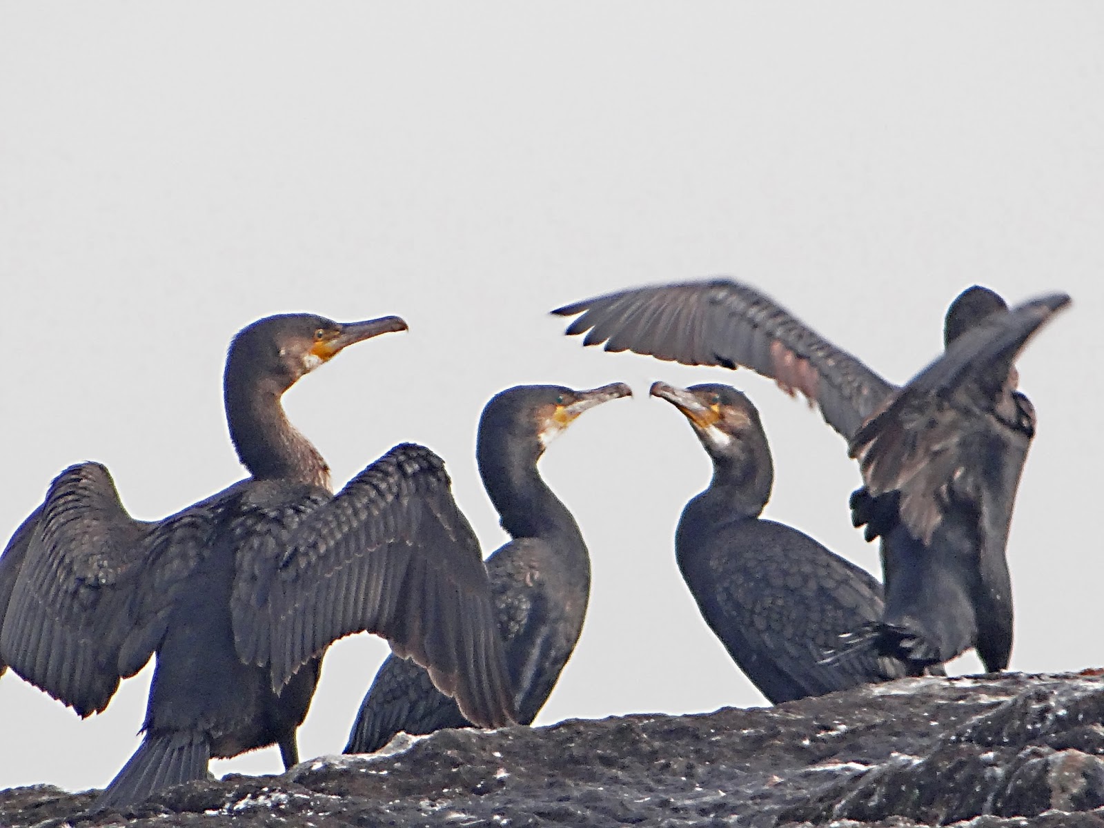 Notes from Halibut Point: 'Mere Cormorants'