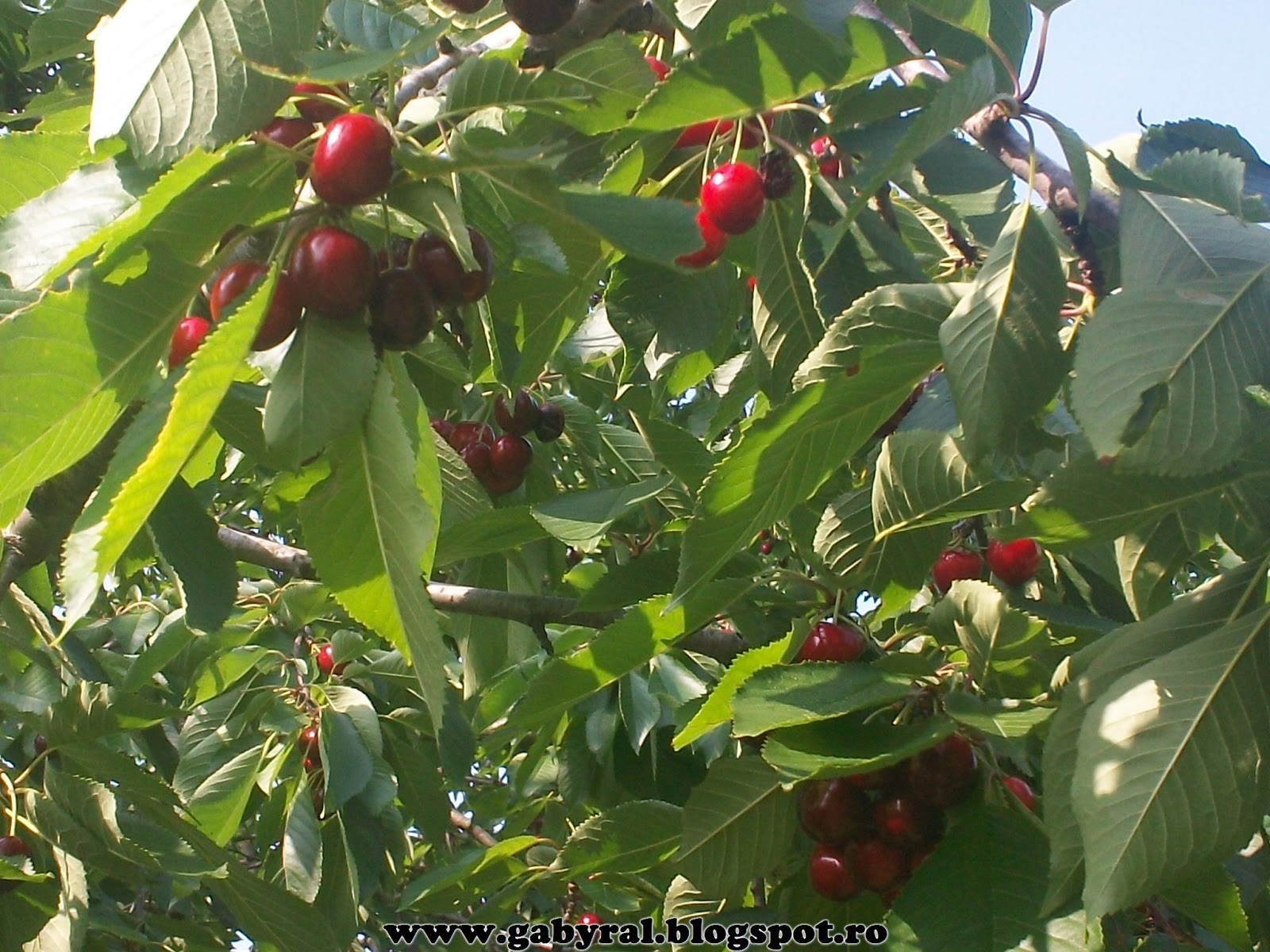Cirese de Iunie | BRICOLAJ - GRADINA - SFATURI si IDEI