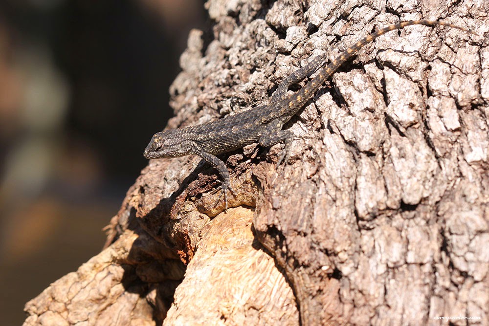 Corey Carter | Austin, Texas: Camouflaged Lizard
