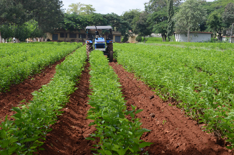 Brain Explorers: Wild and cultivated plants