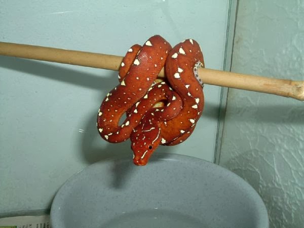 Jenis jenis Ular Yang Cocok Dipelihara | Hewan Indonesia dan Jual Beli