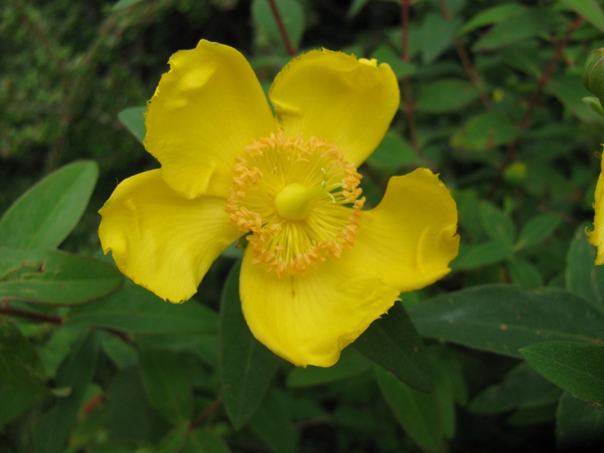 Flora and Fauna - Plants and Critters: Some Random Flowers from Belgium