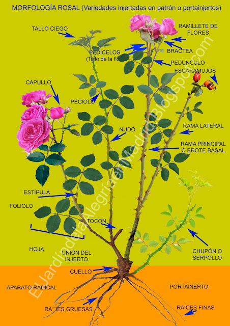El jardín de la alegría : Morfología de la rosa