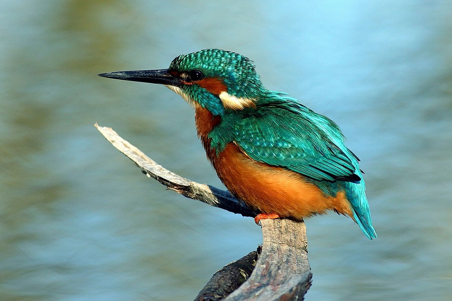 elysian: HALCYON DAYS