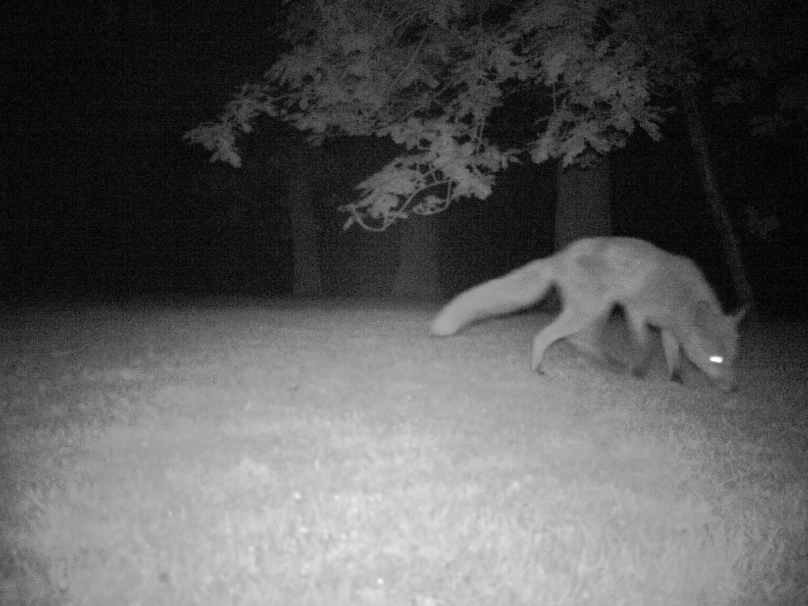 TrogTrogBlog: Night-time trail camera - Fox