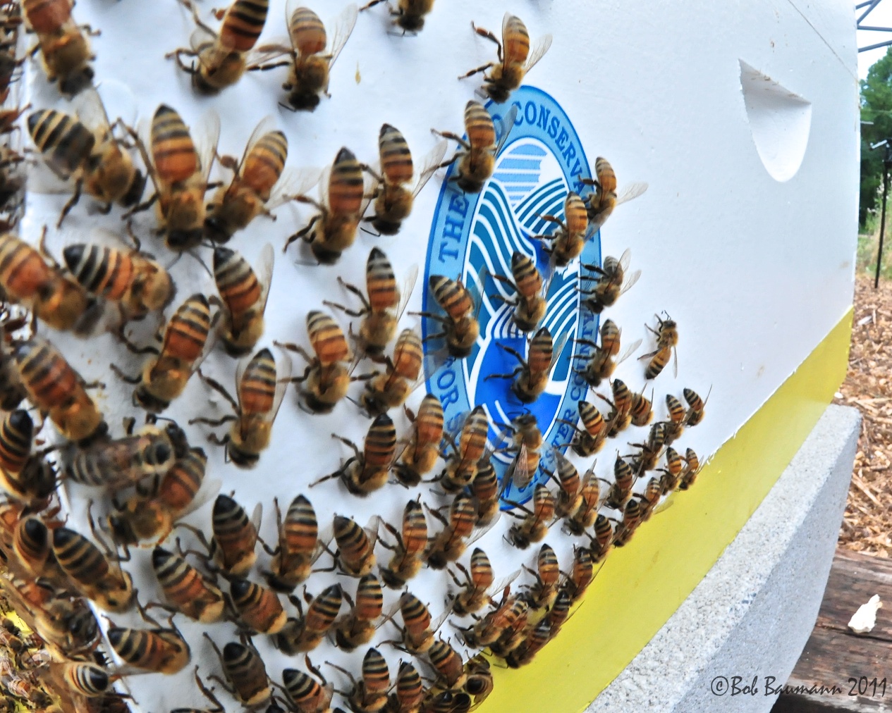The Land Conservancy for Southern Chester County: Swarming Honey Bees.