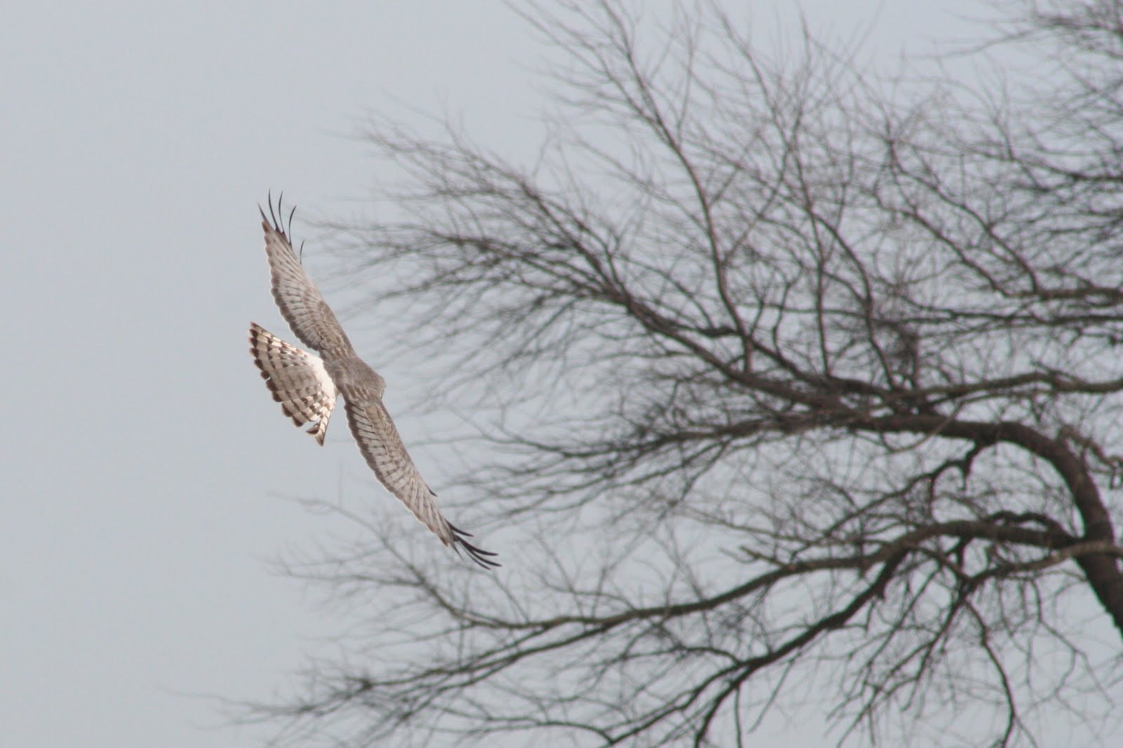 First of the Year Northern Harrier (w/photos)