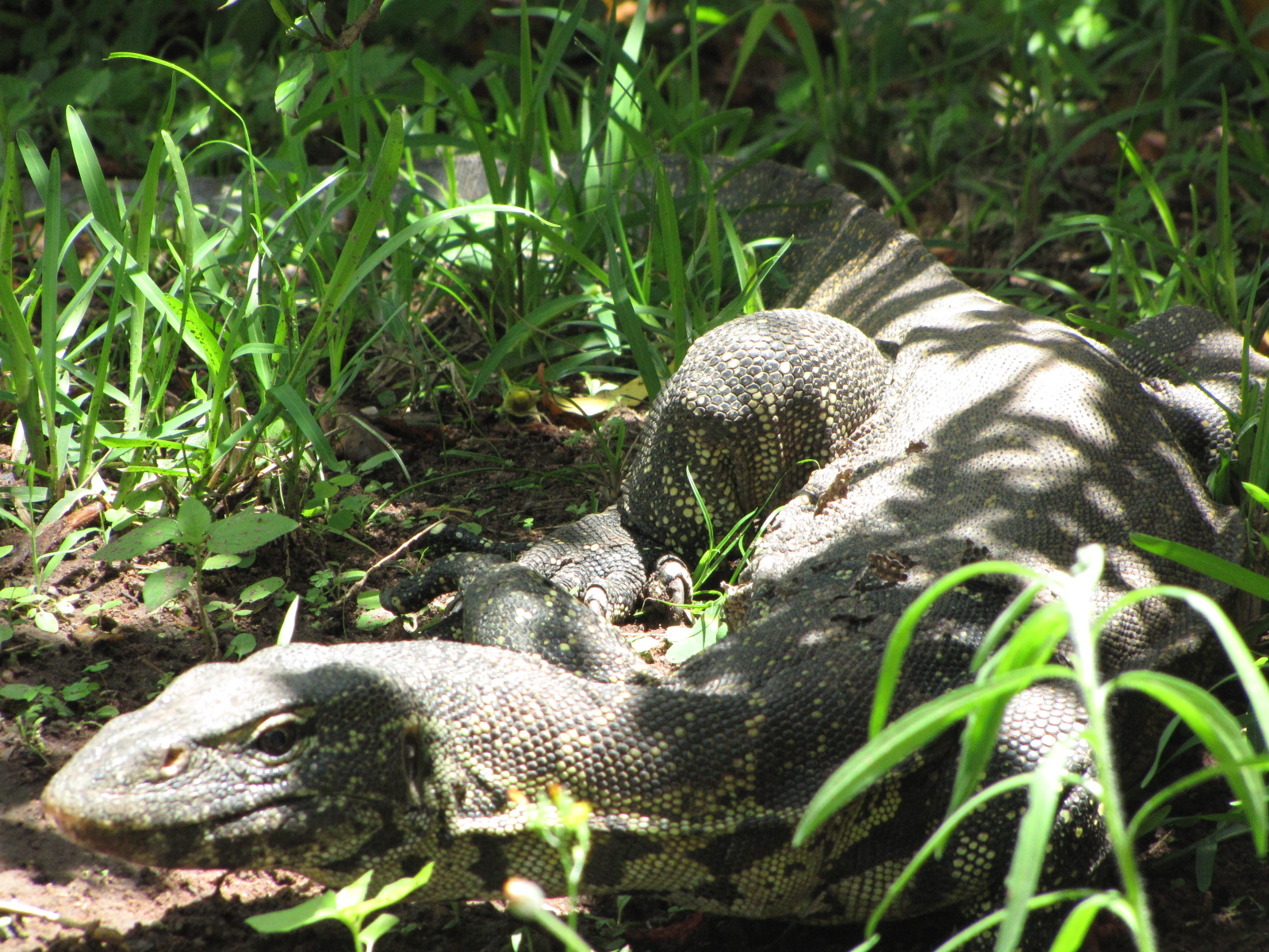 Fleur's place: There's a Legavaan in my garden!