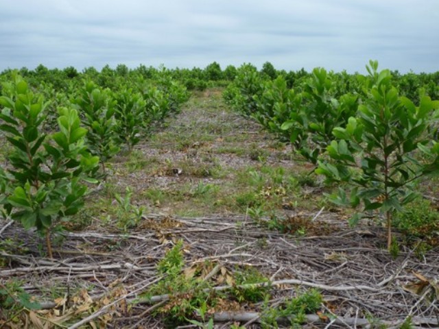 Paling Populer 20+ Gambar Pohon Akasia Mangium - Gambar Bunga Indah