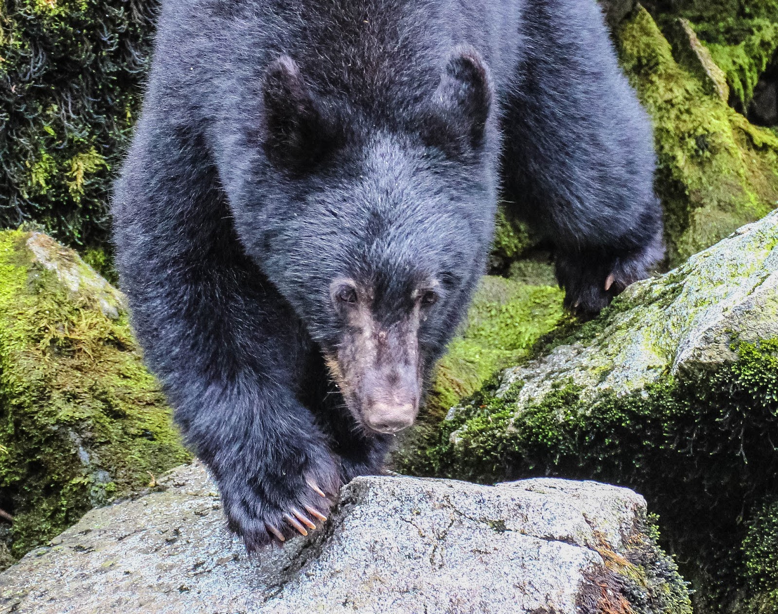 Cannundrums: Eastern Black Bear - Anan Bay, Alaska