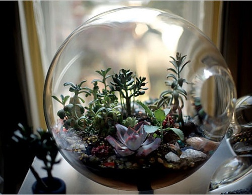 The Fern and Mossery: Terrarium Tips from Koi Ponds and Gardens