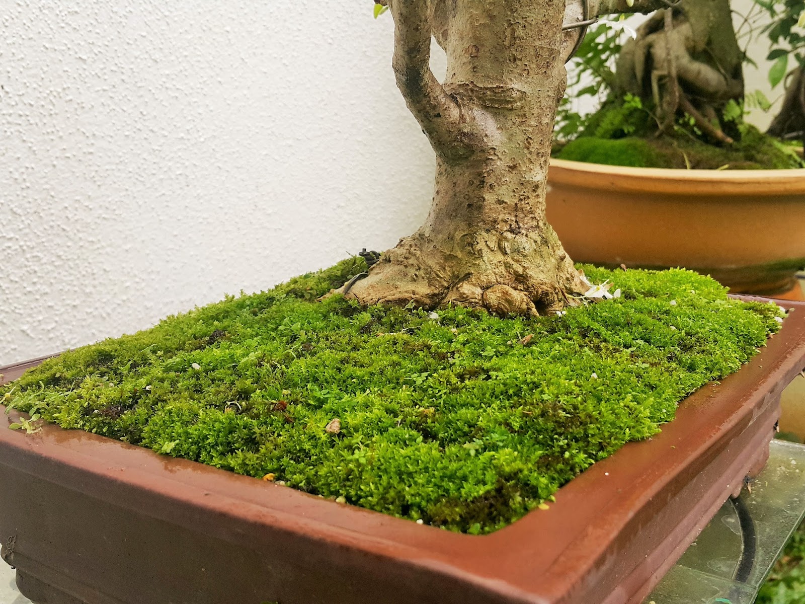 blog of amir rofie: Bonsai: Bersihkan lanskap Santalia3 (Sep 2017)