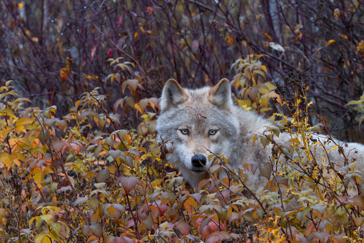 White Mountain Photography News: Fall Wolves
